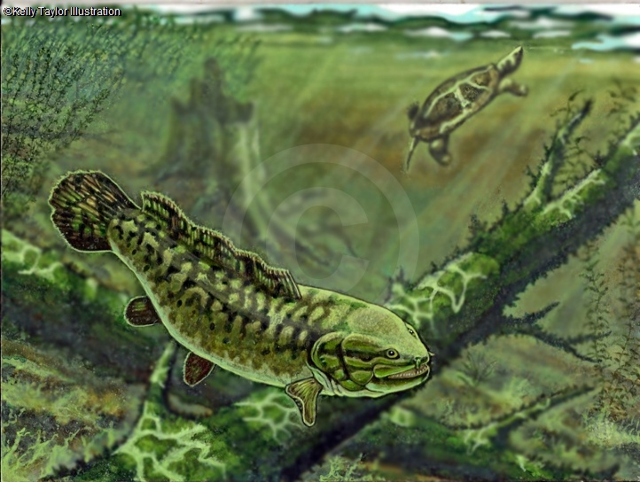 Summer Bowfin in the Bog Pond - Kelly Taylor - 5662404