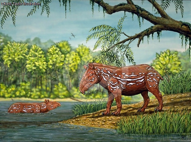 Miotapirus, the Nebraskan Tapir - Kelly Taylor - 283937