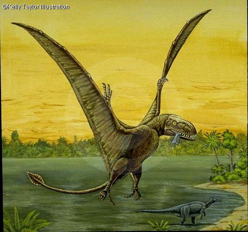 Nesodactylus hesperius - Kelly Taylor - 293584